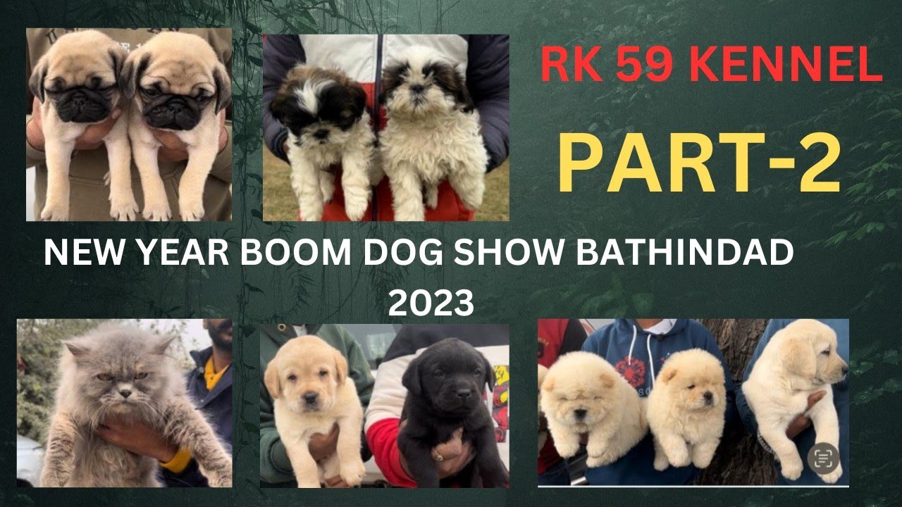 New Year Boom Dog Show Bathinda Part-2 #Dogshowbathinda - YouTube