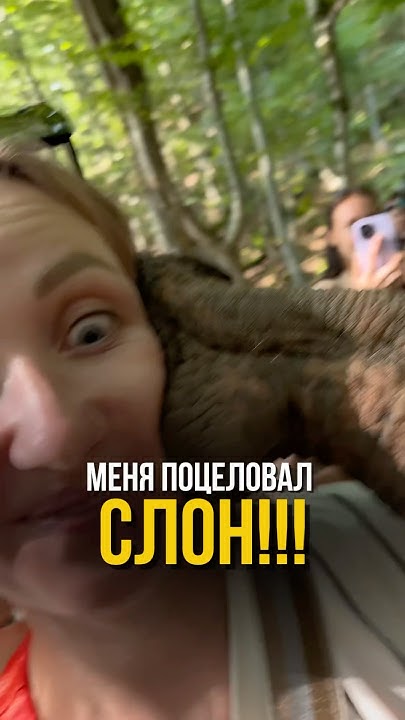 Каждый год слоны отдыхают в Сочи Чайные плантации Возрождение Стоимость прогулки 2 000₽ чел