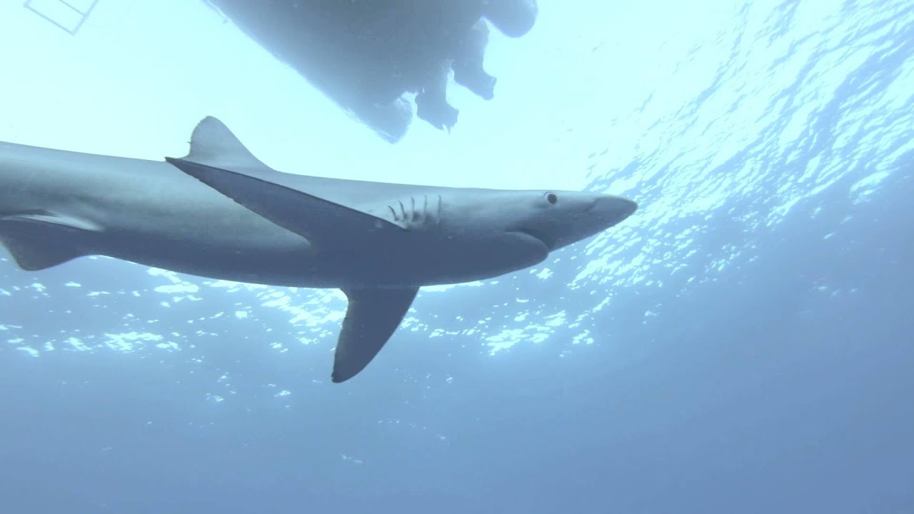 Blue Sharks at Condor Bank Azores Portugal HD - YouTube
