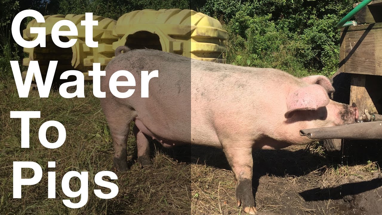 Getting Water To Pastured Pigs - YouTube