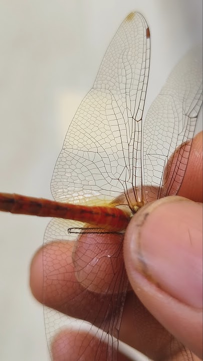 Dragonflies - YouTube