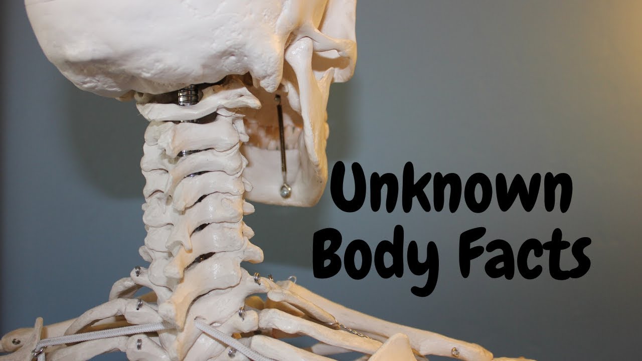 Unknown Body Facts Amazing Body Facts About Human Body Ever YouTube unknown-body-facts-amazing-body-facts-about-human-body-ever-youtube