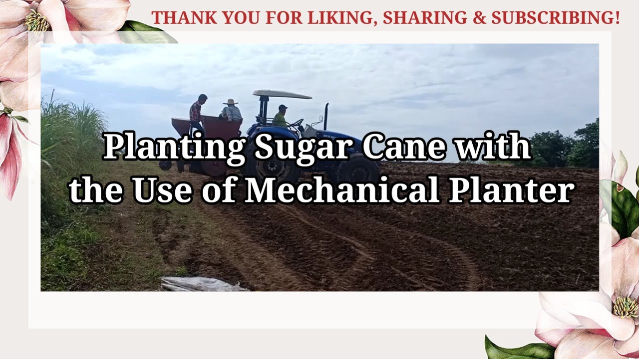Planting Sugar Cane with the Use Of Mechanical Planter | Sarah Gee Tv ...