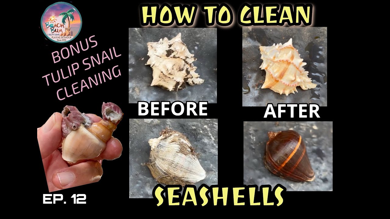 EP 12 How to Clean Oyster, Pink Mouthed Murex and King Conch Shells ...