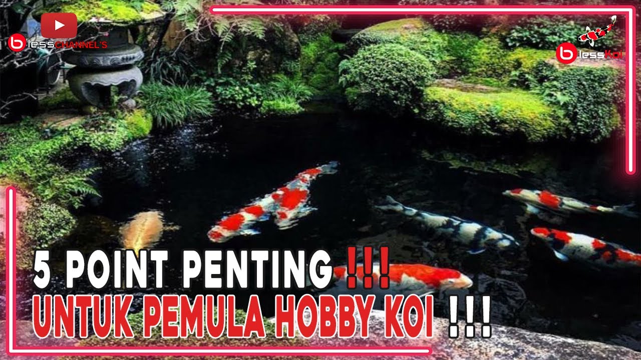 5 POINT PENTING UNTUK PEMULA HOBBY KOI - YouTube