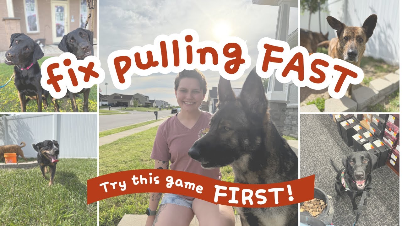 Teach Your Dog to Stop Pulling with This Easy Game - YouTube