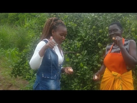 HOW IS ORANGES FRUIT MARKET IN KENYA...? - YouTube