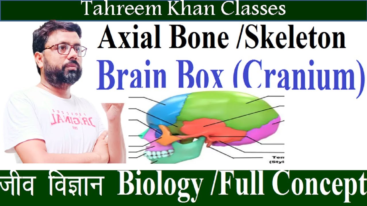 Axial Skeleton Anatomy What Is Axial Skeleton what Is Brain Box Axial Skeleton Anatomy What Is Axial Skeleton what Is Brain Box