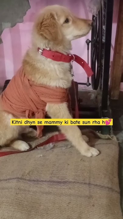 Kitne cute hote h dogs💕💕 #dog #cute #viralshort #doglover #shorts #ytshorts @Ritikajangra123 ...