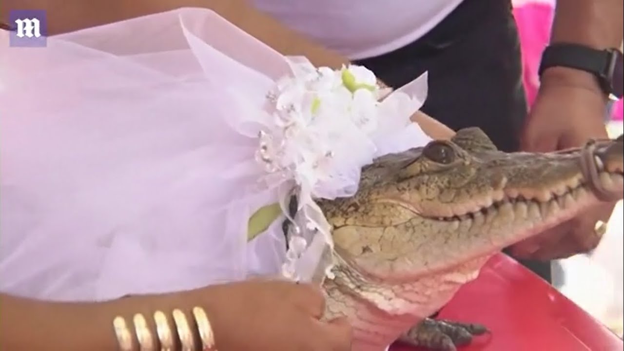 Mexican Mayor Marries An ALLIGATOR, Dressed in Bridal Gown - YouTube
