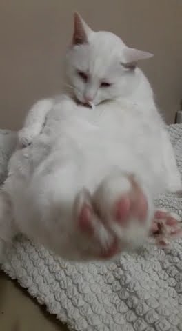 fat cat cleaning himself - YouTube