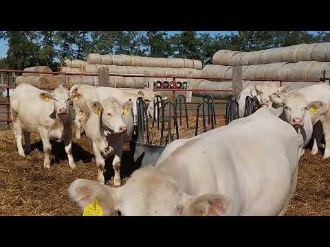 İşletmeler çok basit, hayvanlar çok iyi #cow #şarole #farm #animals