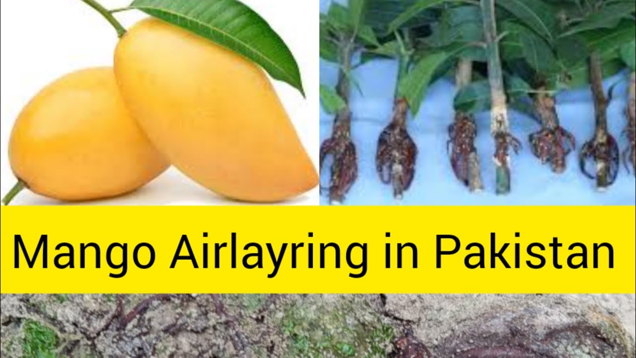 Mango Airlayring|Chaunsa Mango|Easy method of Airlayring in Mango - YouTube