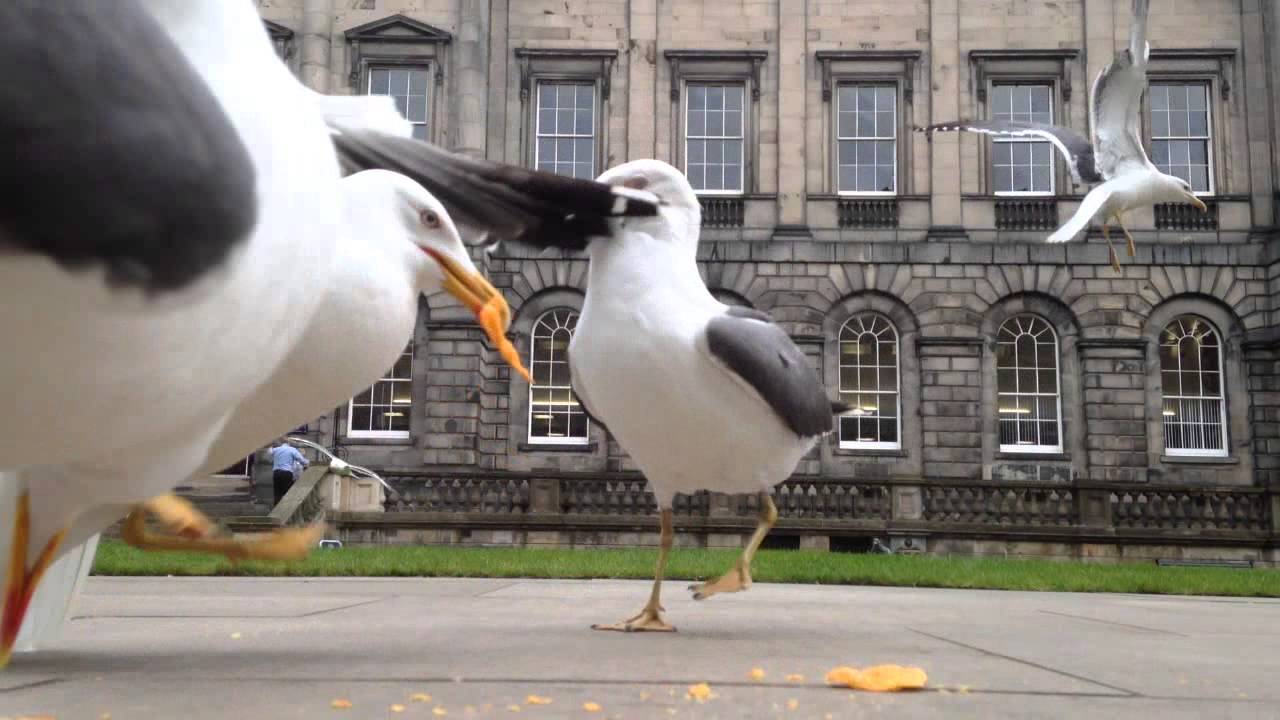 Birds of Edinburgh - STANDARD VERSION - A "Magic Edinburgh" film - YouTube