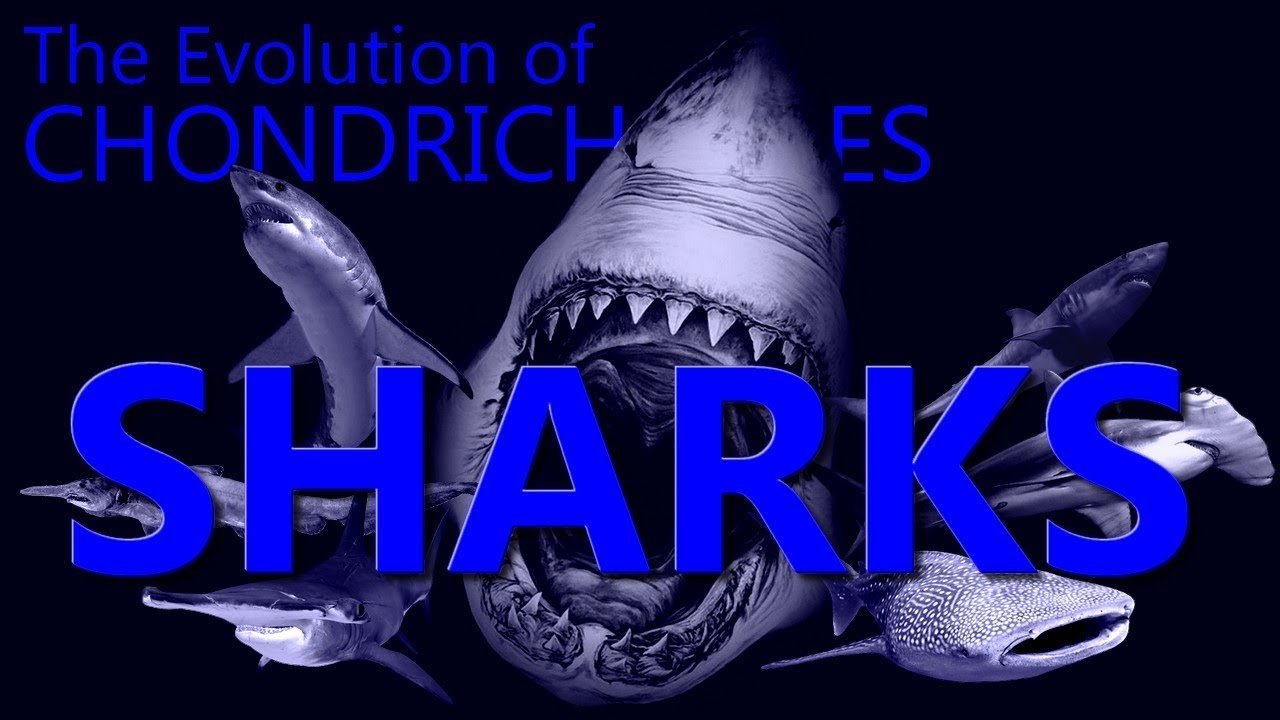 Evolution of Sharks 🦈 - YouTube
