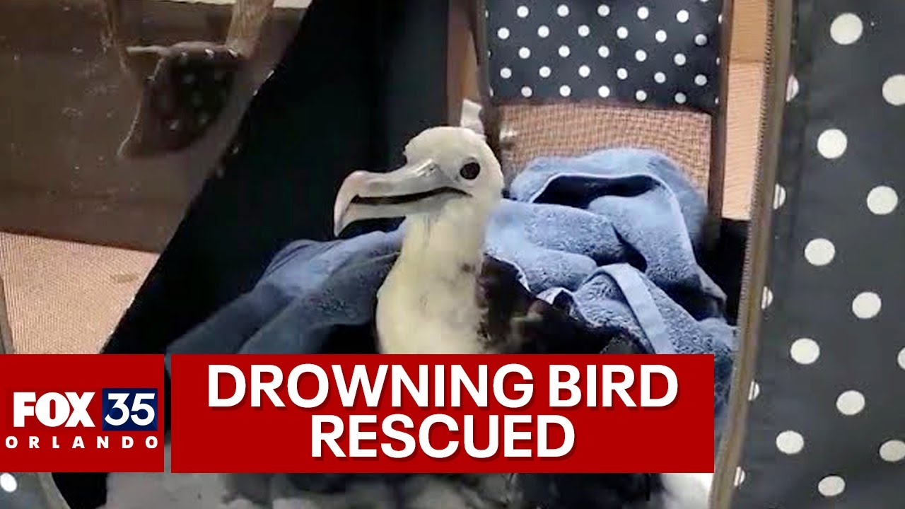 Large drowning bird that crashed off Florida coast rescued - YouTube