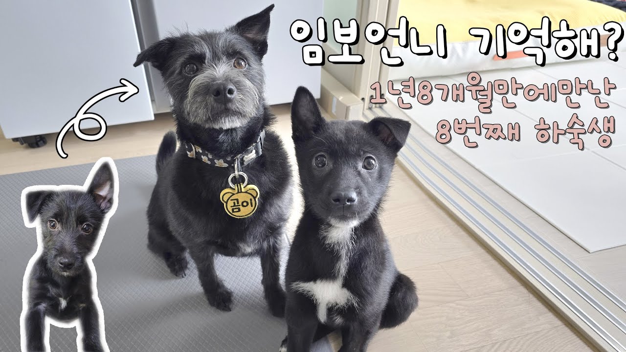 양갱이 임보일기 06 ㅣ입양간지 20개월만에 만난 강아지는 임보언니를 기억할까요 ㅣ1인가구 임시보호 브이로그ㅣ 유기견임시