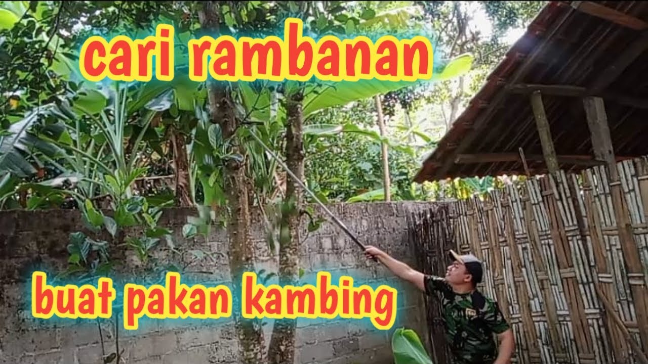 Cari rambanan buat pakan kambing - YouTube