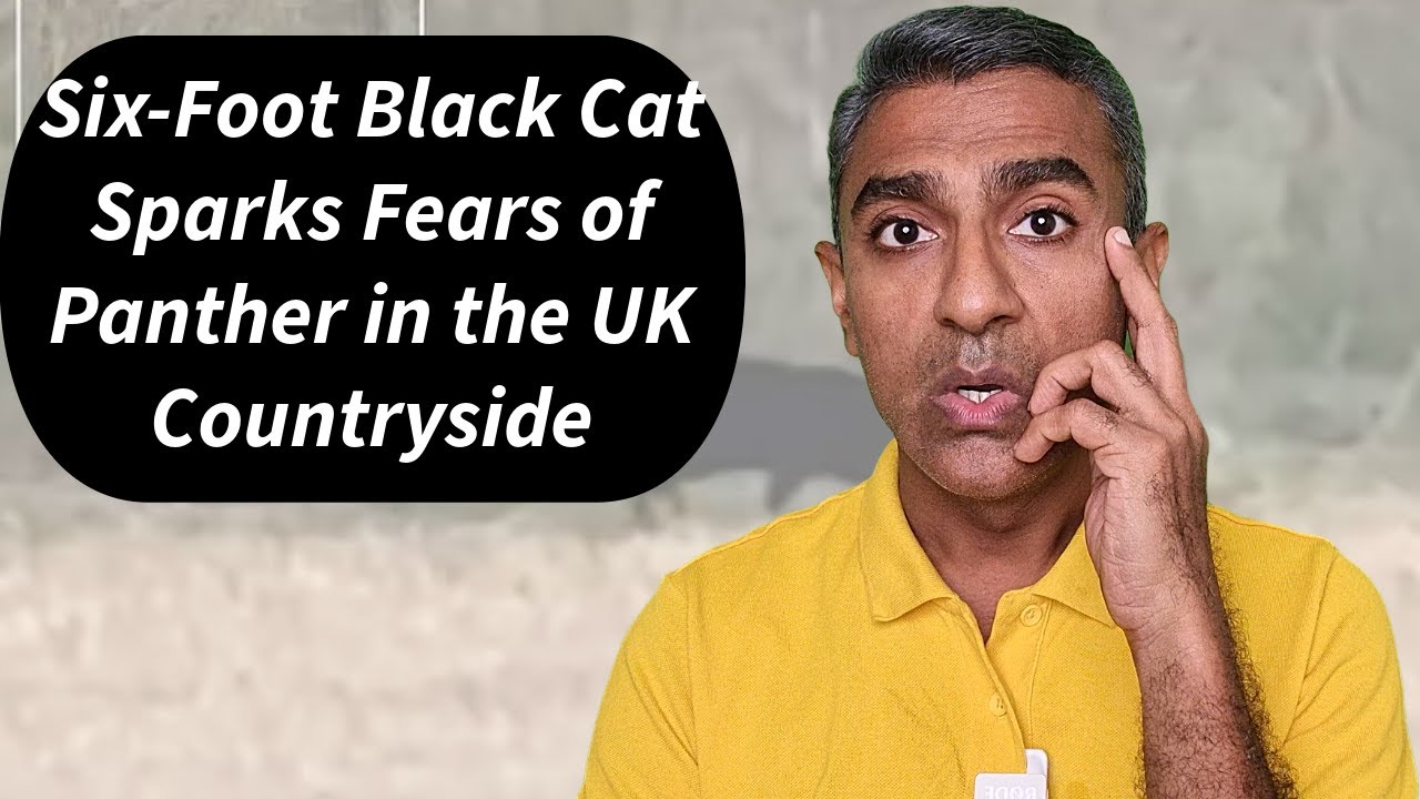 Six-Foot Black Cat Spotted in UK Countryside Sparks Fears of Panther on ...
