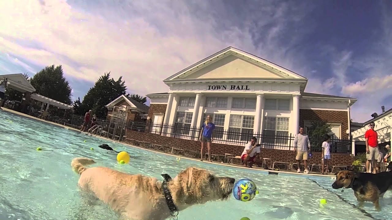 South Riding Dog Swim - YouTube