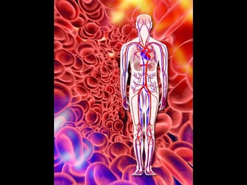 Sistema Cardiovascular - YouTube