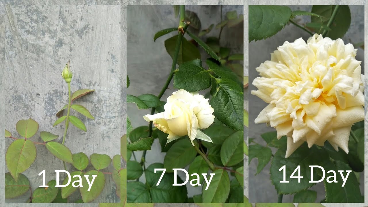 Begini hasil stek batang mawar kuning || Proses mekar bunga mawar ...