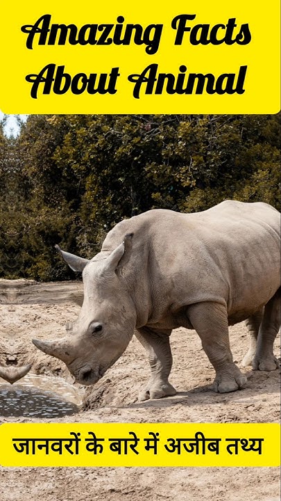 Amazing Facts About Animal ||Crazy Animal Facts||Mindblowing Animal ...