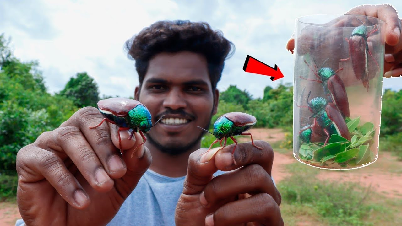 90's Kit's Favorite பொண் வண்டு பூச்சி ..Pon Vandu Poochi Catching ...