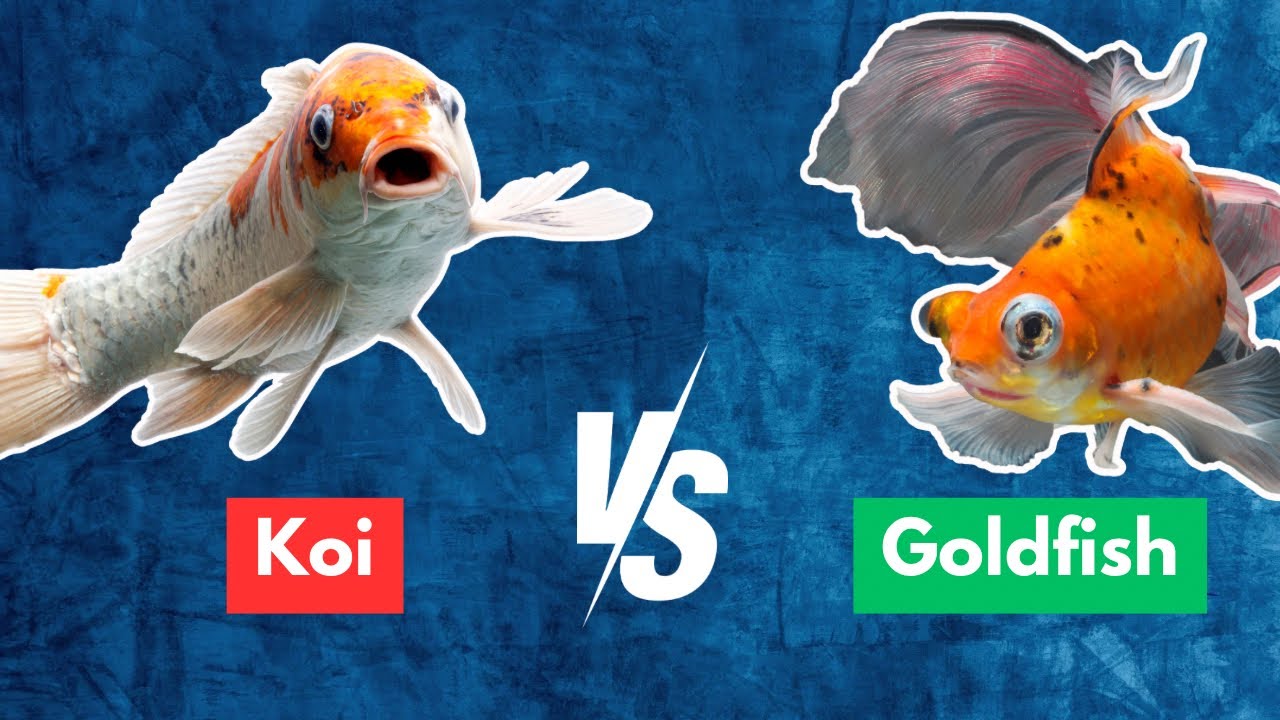 KOI VS GOLDFISH, what fish is the best for FISH POND? - YouTube