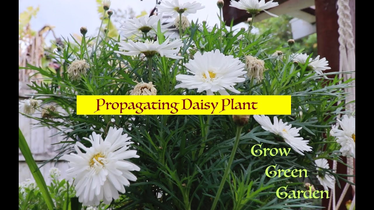 Propagating Daisy Plant - YouTube