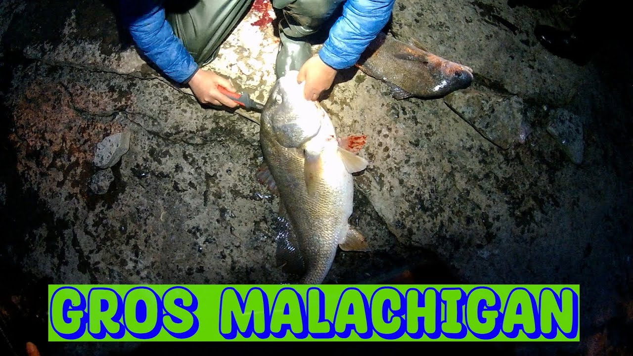 DEUX GROS MALACHIGAN PECHES AU BARRAGE RIVIERE DES PRAIRIES - TUER ET ...