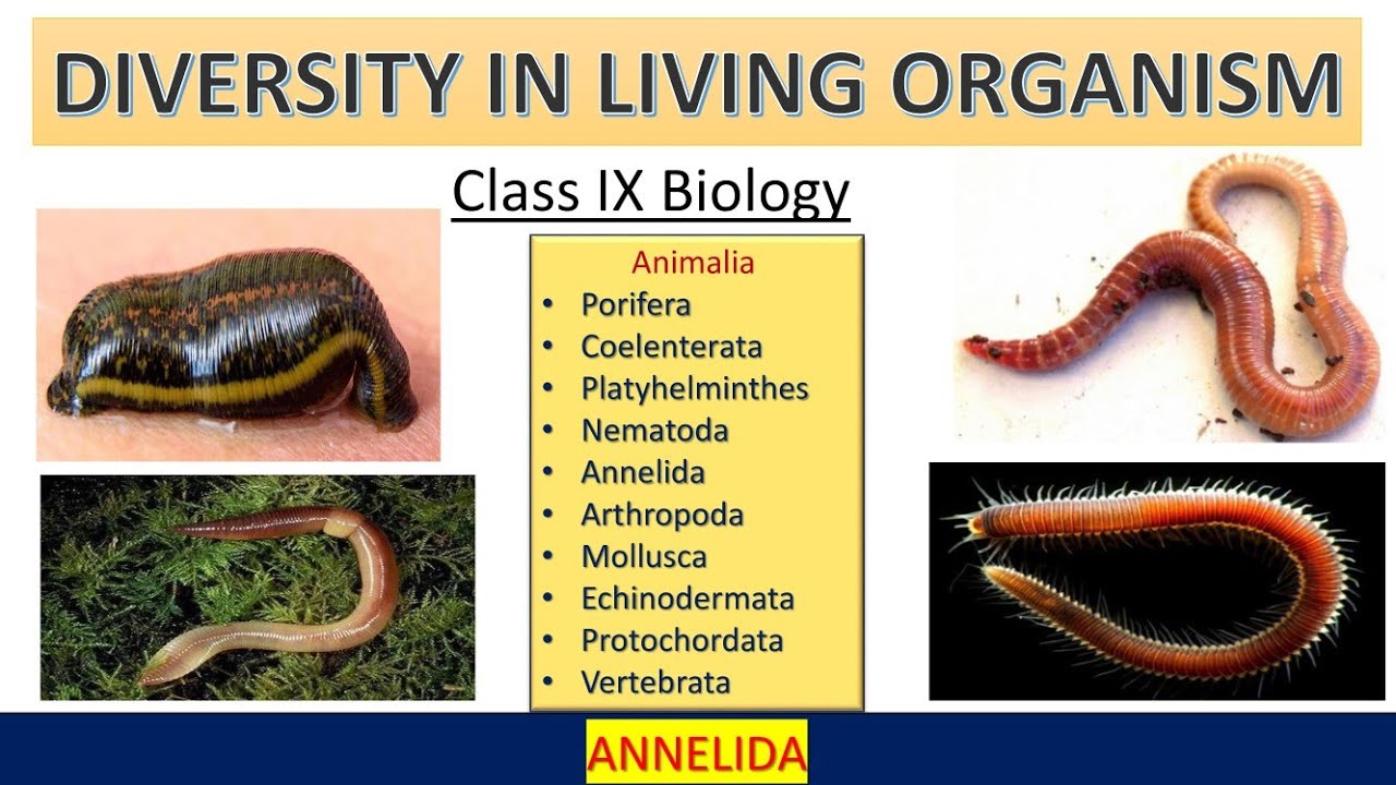 Diversity Of Living Organism | Kingdom Animalia – Annelida | Class – 9 ...