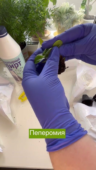 Нашатырный спирт для растений. И как его использовать? #plants # ...