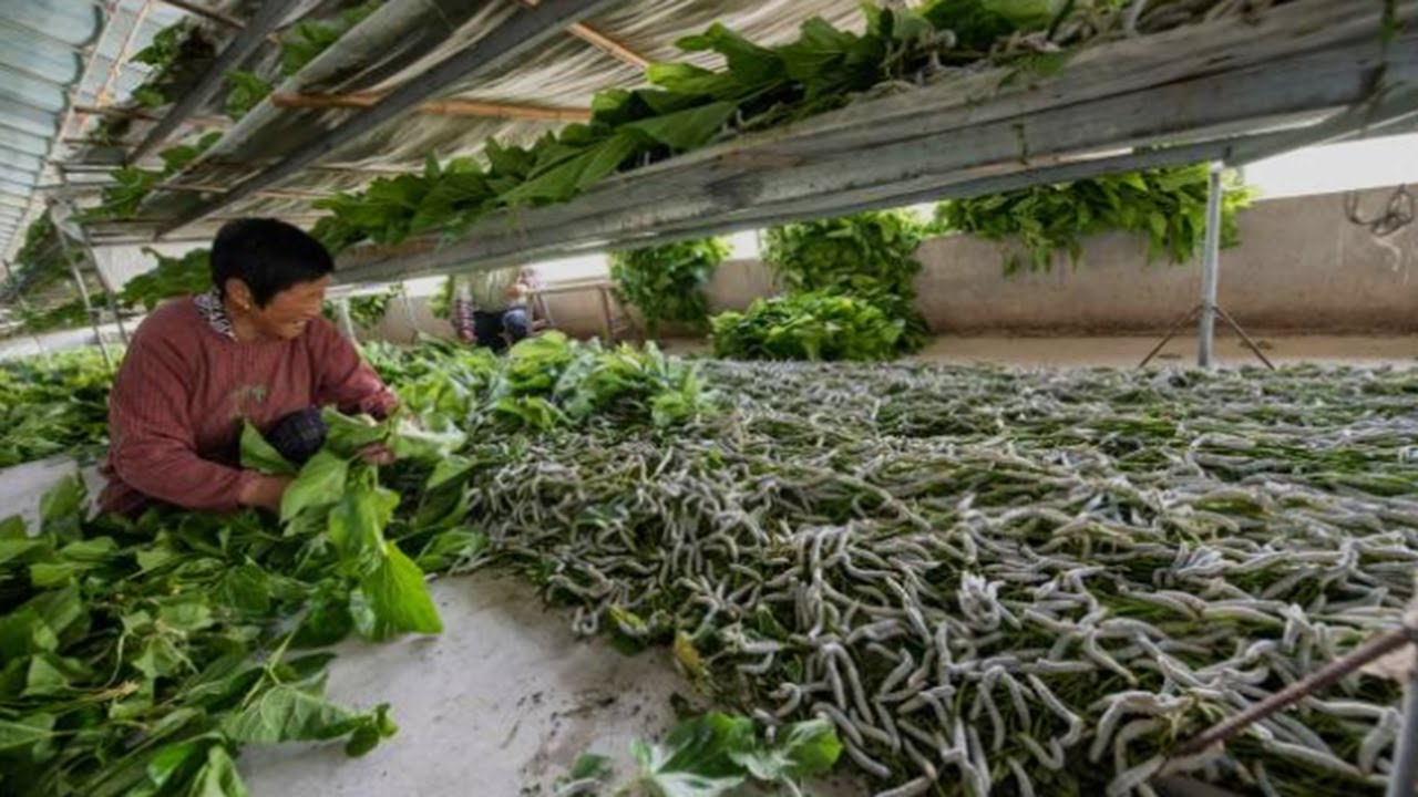 Luxurious silk processing in Factory : Making of Silk thread from ...