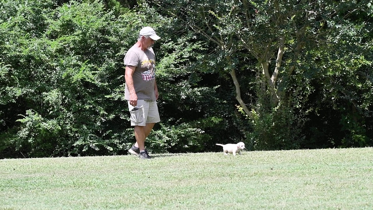 Brielle--Beautiful AKC English Labrador Retriever - YouTube