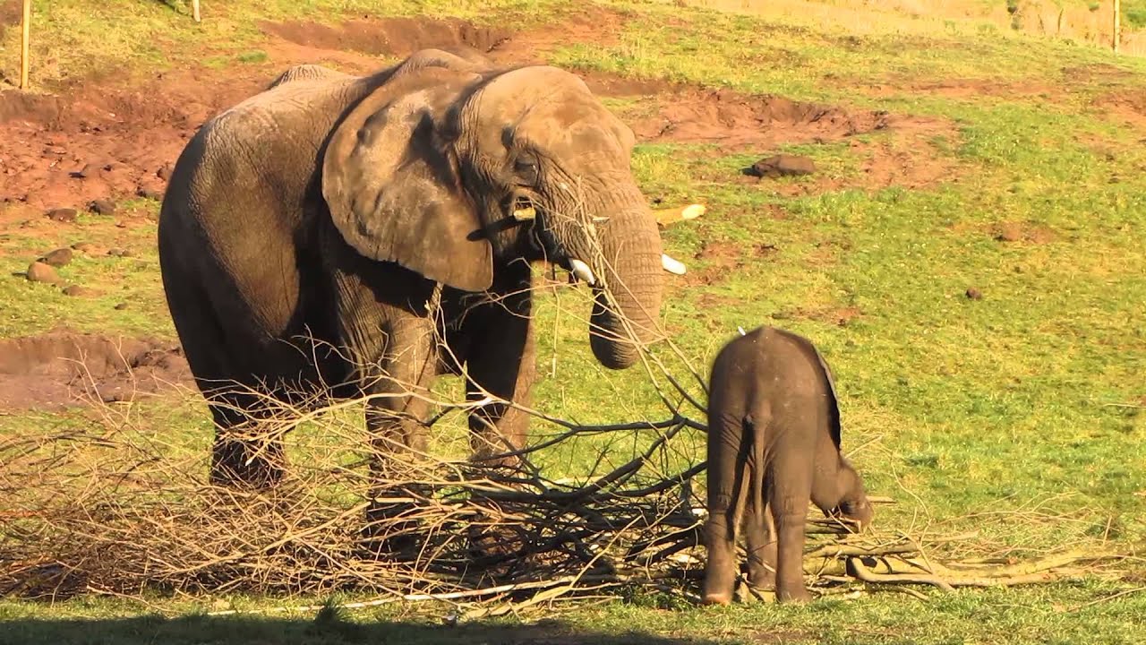 Baby Mummy Elephant Family feeding - YouTube
