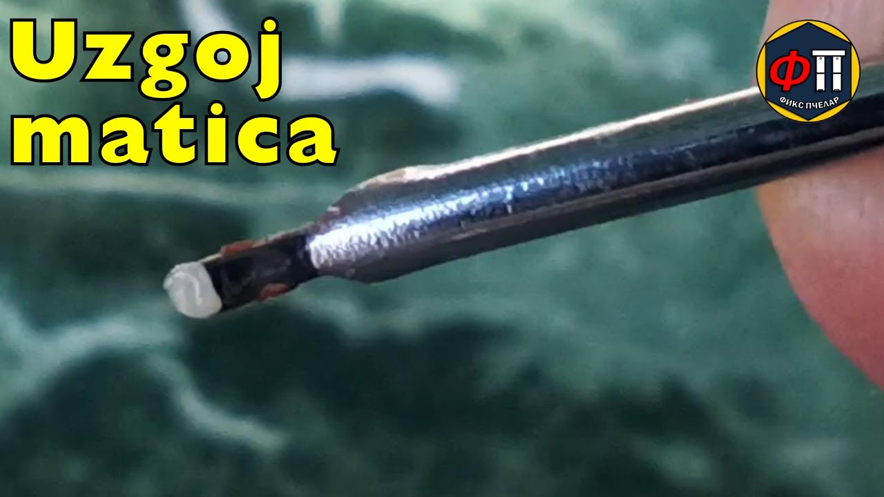 Uzgoj - proizvodnja matica (ceo proces) - YouTube
