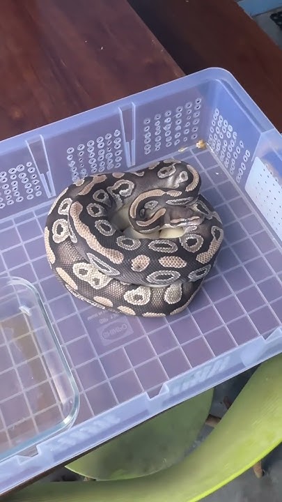 Ball python laying eggs. GHI Mojave (♂) x Mojave (♀) - YouTube