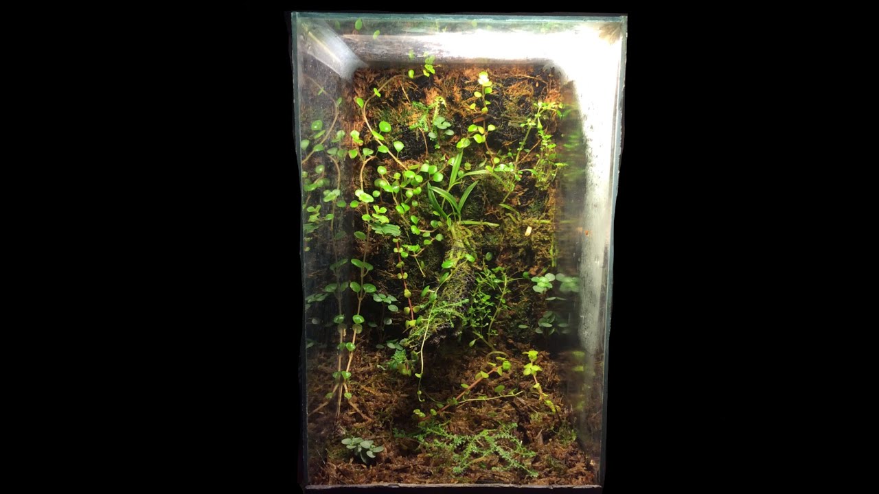 Mini Vivarium Build! - YouTube