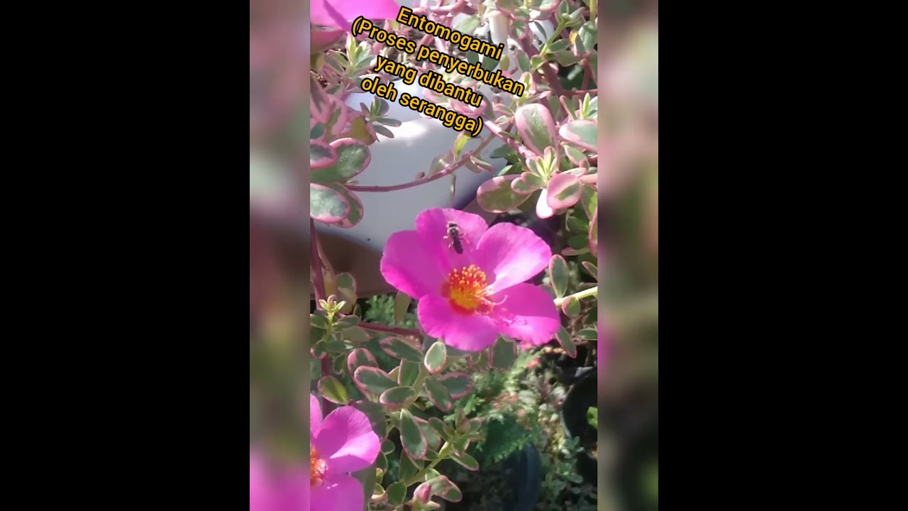 Entomogami. Proses penyerbukan. - YouTube