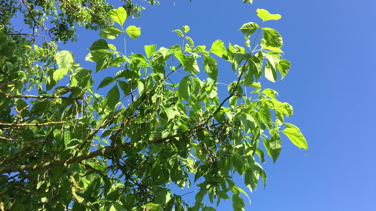 Box elder (Acer negundo) - leaves & samaras (female) - June 2018 - YouTube
