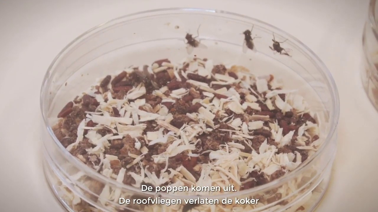 APPIFLY NL - YouTube