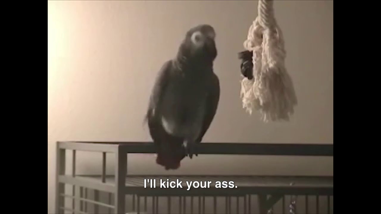 CURSING PARROTS - YouTube