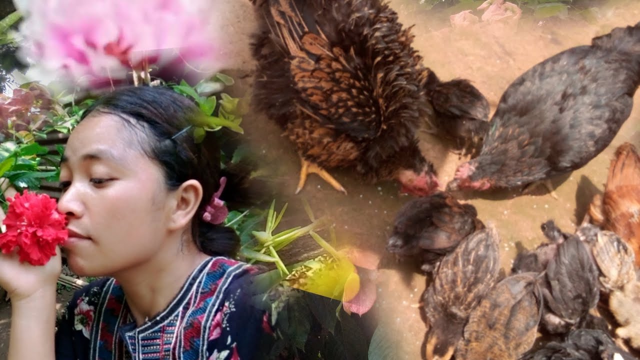 Nokoni do.o # Sal dingora chakna manja Mikka waora sera bera - YouTube