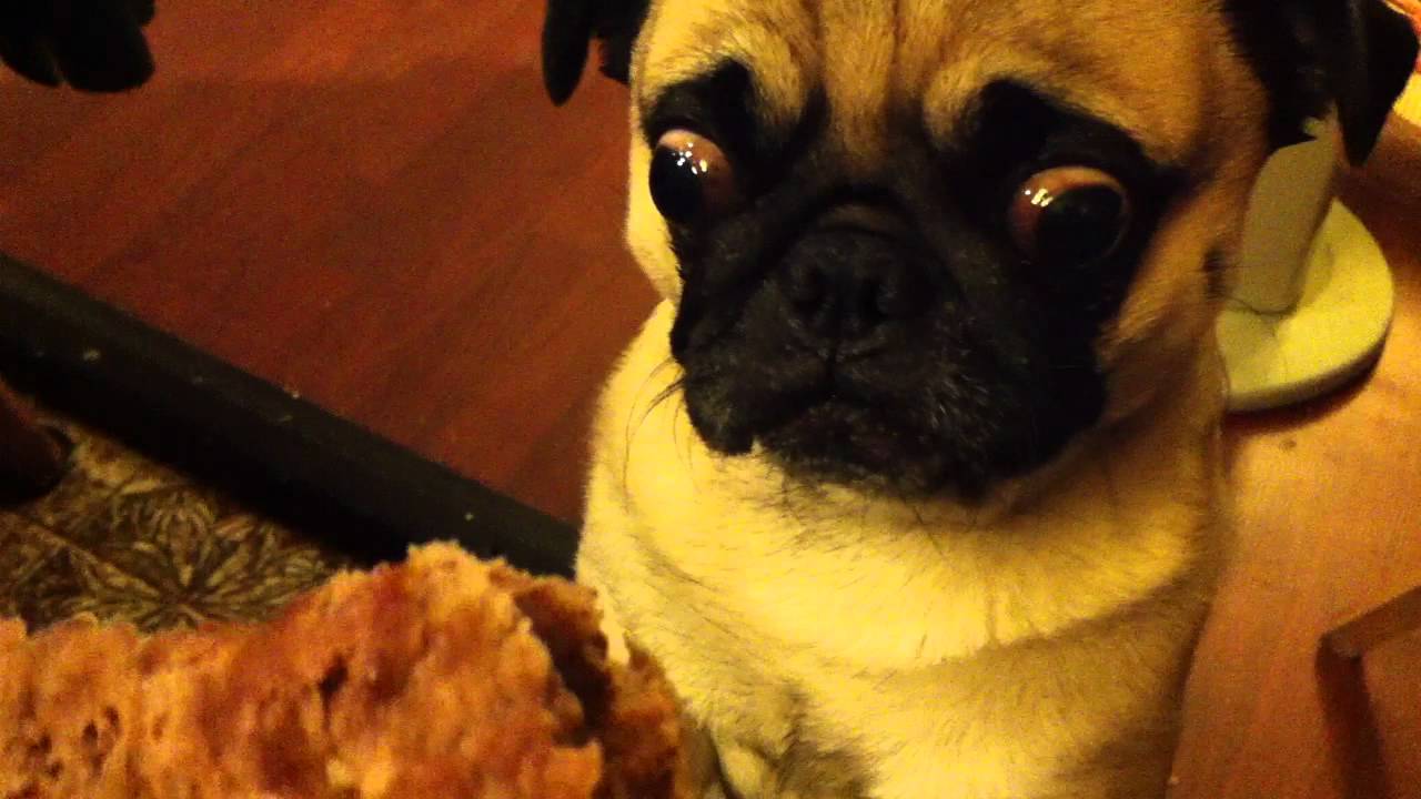 Pug hamburger - YouTube