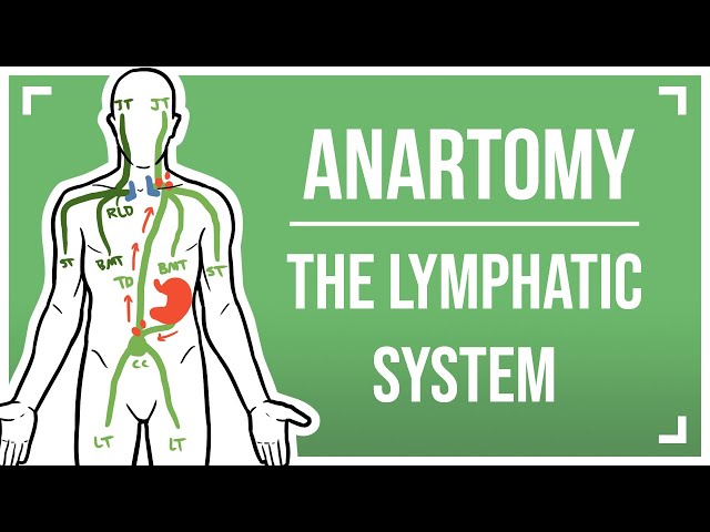 Lymphatic System Sketch