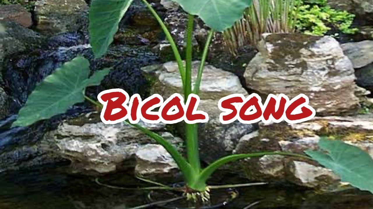 Bicol song/ GULAY NA NATONG - YouTube