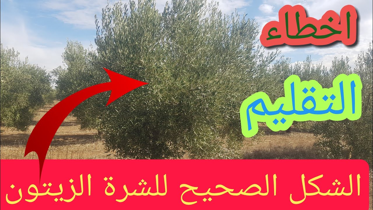 افضل طريقة لتقليم شجرة الزيتون Youtube