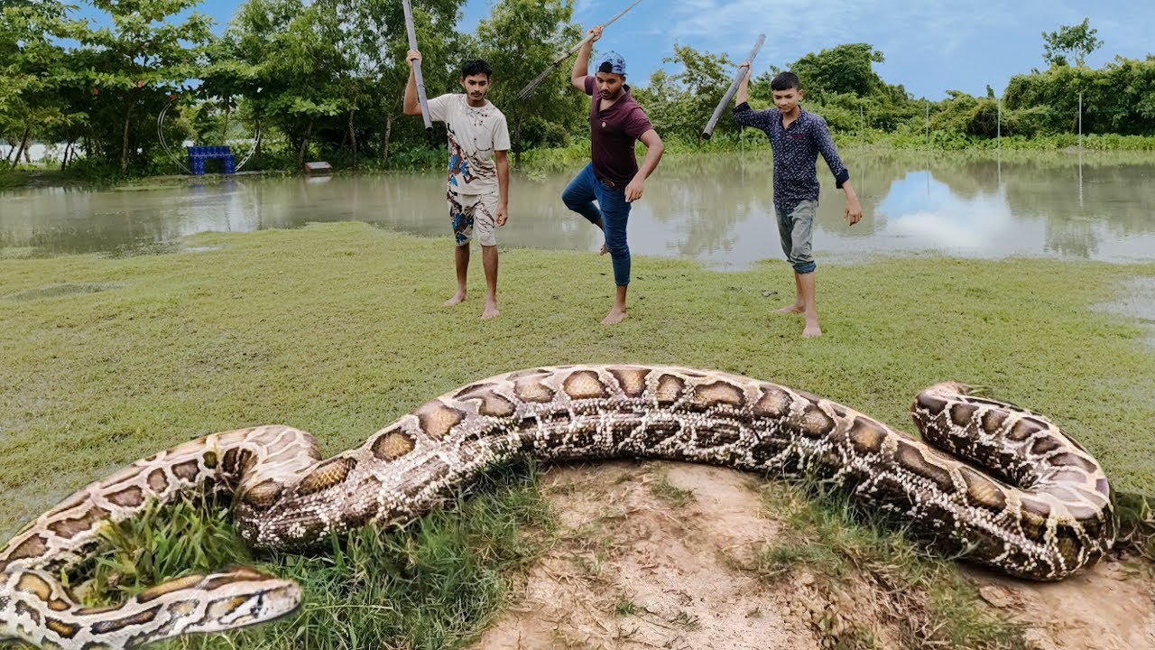 Snake Attack Boys In Forest | An Anaconda snake attack and python brief ...