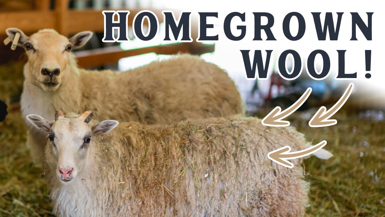 Shearing the Sheep! (Expert Teaches Us to DIY!) - YouTube
